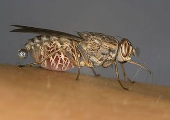 Larvas Da Mosca Tse Tse Eliminating Malaria Vectors With Precision